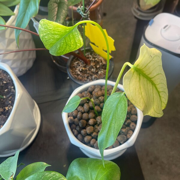 Scindapsus Jade Satin Mint Variegated Plant - Growers Choice - Etsy