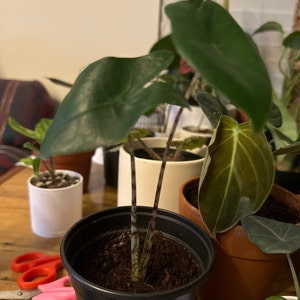 Alocasia Sabrina Starter Plant ALL STARTER PLANTS Require You to ...