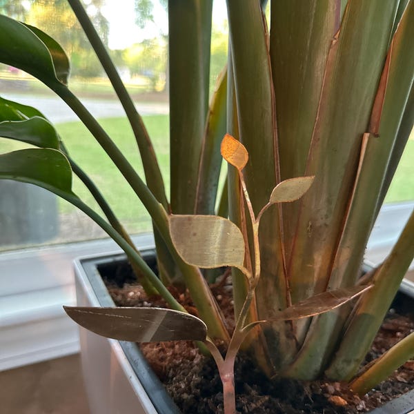 Copper 3 Piece Metal Cactus Set by Clever Goods Co- Garden Decor ...