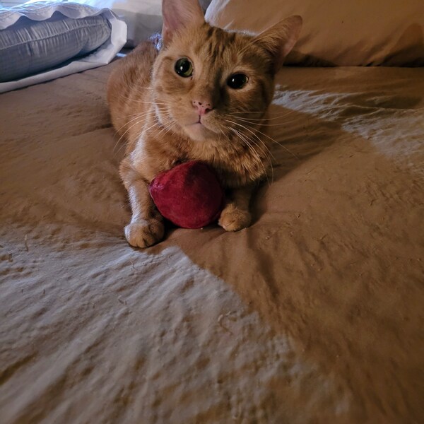 Loch Ness Monster Catnip Cat Toy - Etsy