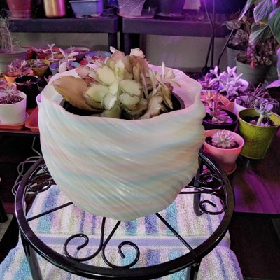 Haworthia Retusa 4 Inch Live Succulent Plant Indoor Plant House Plant ...