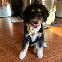 Dog Poop Loop | Handsfree Poop Carrier | Dog Poop Bag Holder| Clips ...