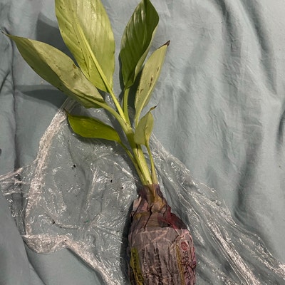 Musa Coccinea Scarlet Banana Live Rhizome Tropical Plant Exotic - Etsy