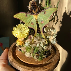 MUTATED Luna Moth Shadow Box Female Actias Luna With Eyespot Mutation ...