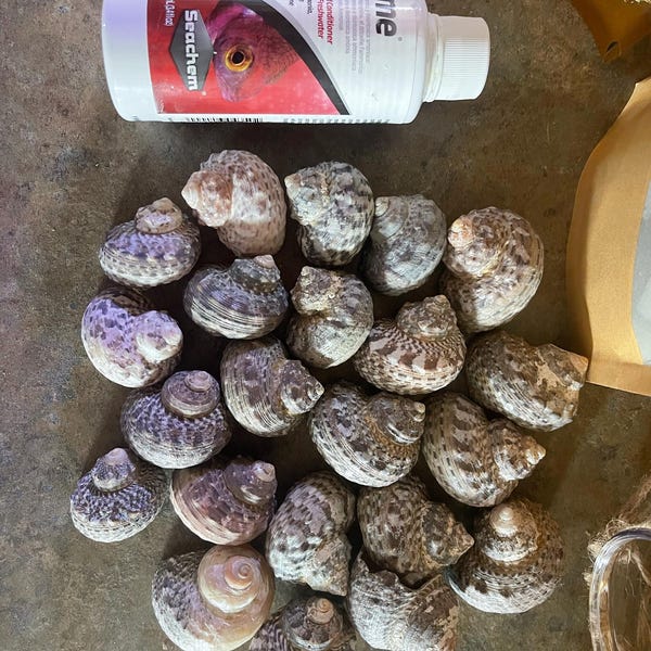 Nessastores Mexican Deep Sea Shell Beach Craft Scallop 2 1/2 3 20 PCS ...