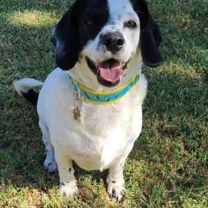 Banjo Dog Collar Harness or Leash With Personalized Engraved - Etsy