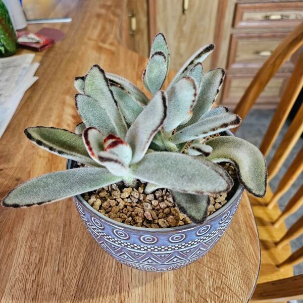 Echeveria Pink Diamond, Rare Succulent, Pink Lola Hybrid Succulent ...