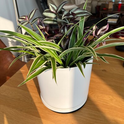 Basil Short Grow Guide for Healthy Plants - Etsy