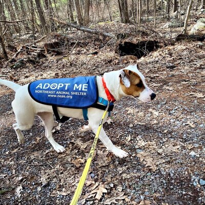 5-pack Adopt Me Dog Jackets Vests With GROUP NAME or WEBSITE - Etsy