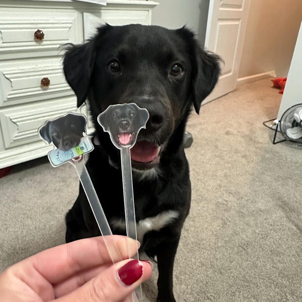 Wedding Pet Stir Sticks, 50 Pcs Double-sided Dog Stir Stick, Watercolor ...