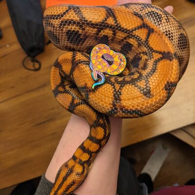 Snake Enamel Pin Brazilian Rainbow Boa Pin, Rainbow Metal Pin, Reptile ...