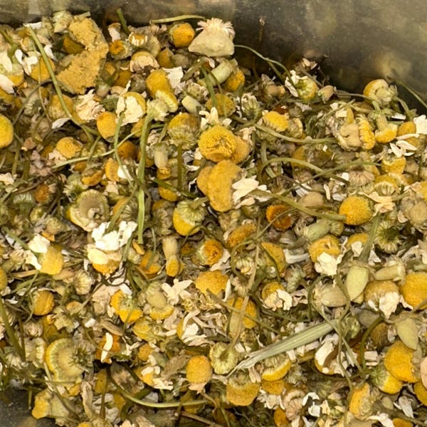 Sacred Fig Tree Seeds | Bodhi Tree Seeds | Pippala Tree Seeds | Peepal ...