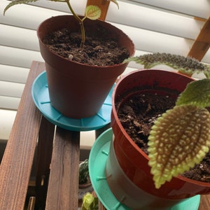 Pyramid Planter With Tray and Drainage for Succulents and - Etsy