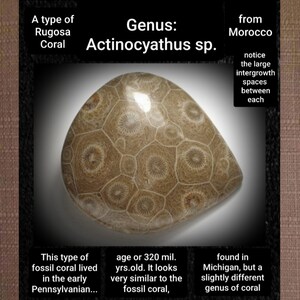 Display Specimen of Red Ferroan Dolomite Crystals With | Etsy