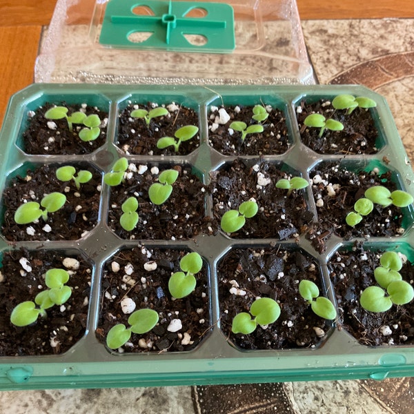 MPB#3 Geranium Seeds Maverick Quicksilver 15 Film Coated Seeds - Etsy