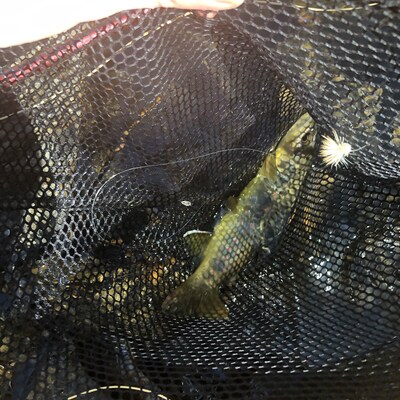 Tabory Snake Fly, 3 Each - Etsy