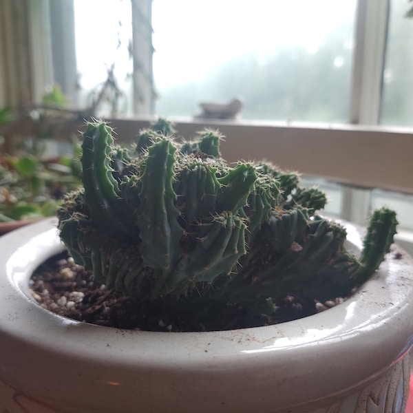 Dinosaur Back (myrtillocactus Geometrizans F. Cristata), Crested Cactus ...