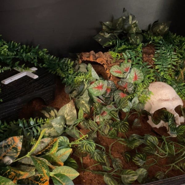 Skull Reptile Hide - Arachnid Hide - Lizard, Spider, Turtle House ...