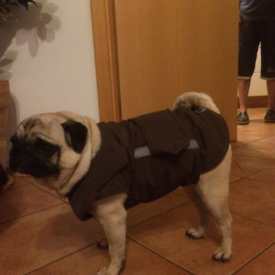 Pug Winter Dog Coat Dog Jacket With Full Belly Cover Waterproof Winter ...