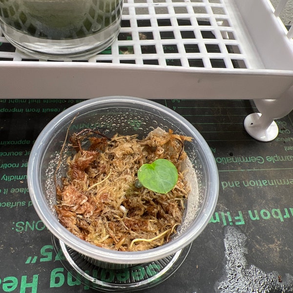 Found Objects Skeleton Figure Vignette Shelf - Collage Art - Vintage ...