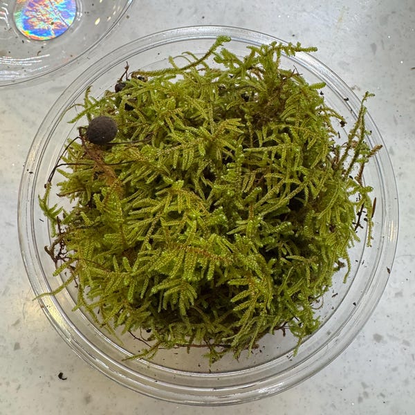 Giant Rose Moss rhodobryum Giganteum - Etsy