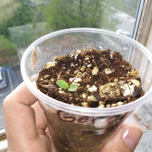 Zinnia Seeds Pepito Mix dwarf 264 - Etsy