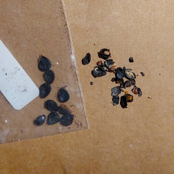 20 Seeds Common Barberry Bush - Berberis Vulgaris - Edible Berries - Etsy