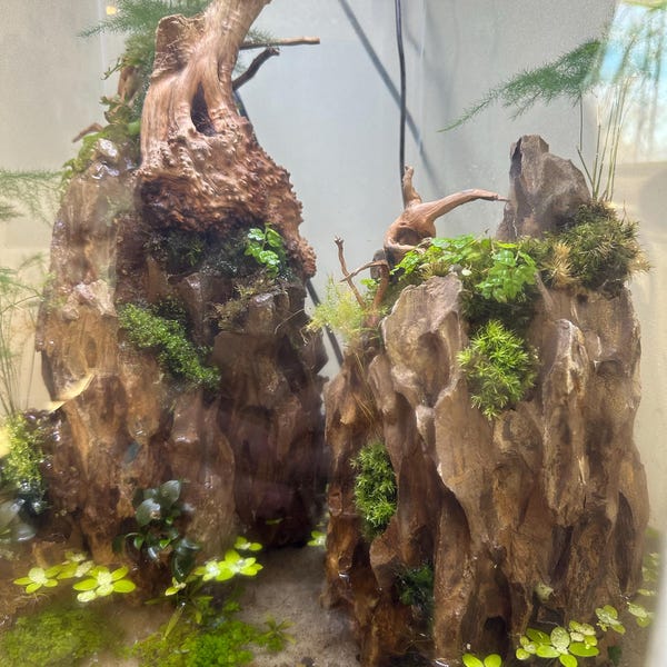 The Tiny Terrarium Kit / DIY Mini Bioactive Enclosure With Live Plants ...