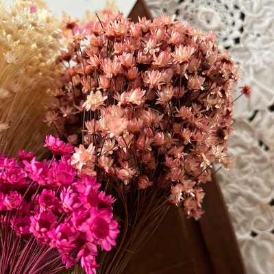 Glixia in Natural Colors, Pink or Purple Marcela Dried Flowers, Dried ...
