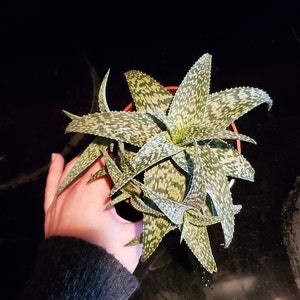 Aloe White Fox Rare Succulent Live Plant - Etsy