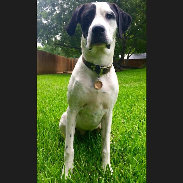 Custom Dog Tag / Custom Pet ID Tag - Lucy - in 1.25'' Domed Bronze ...