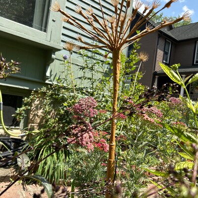 Solar Wild Fennel Light - Etsy