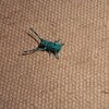 Crochet Beetles Pattern Micro Realistic Insects Amigurumi: Make Your ...