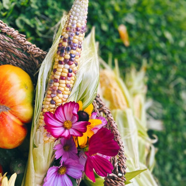 Glass Gem Cherokee Indian Corn 20 Seed Pack the Most Beautiful Corn in ...