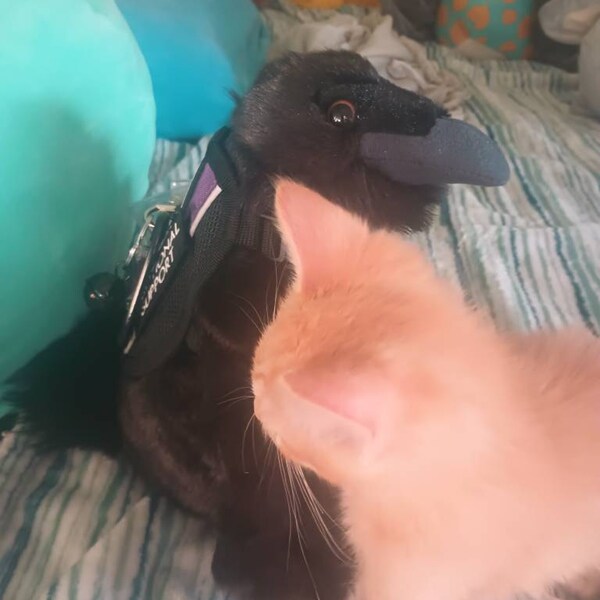 ESSA Raven Crow Emotional Support Plush Stuffed Animal Personalized ...