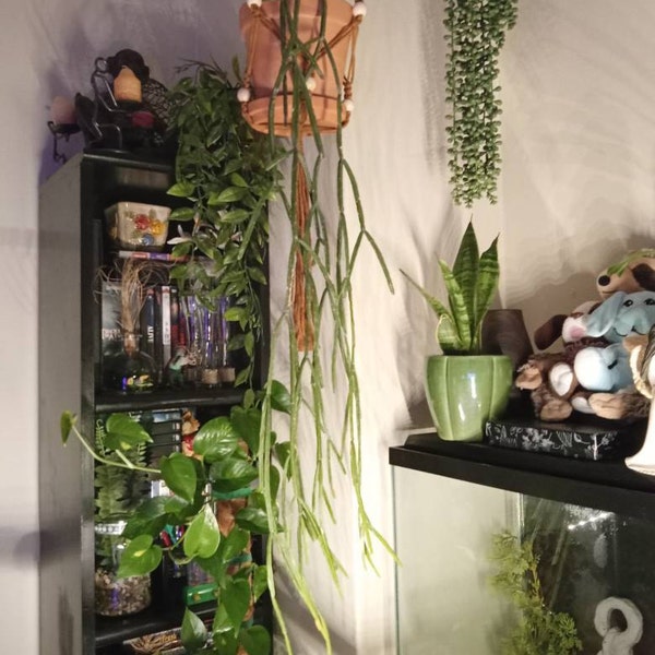 Rhipsalis Cereuscula, Rice Cactus, Coral Cactus Plants 4” Pot and 4 ...