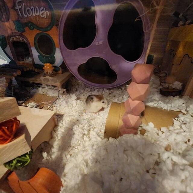 thehamsteronlyshop - Etsy