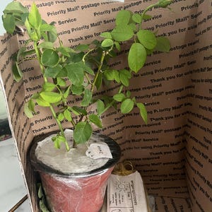 Rare New Rose. Red Juicy Terrazza. 红果汁flower Machine. Continue Blooming ...