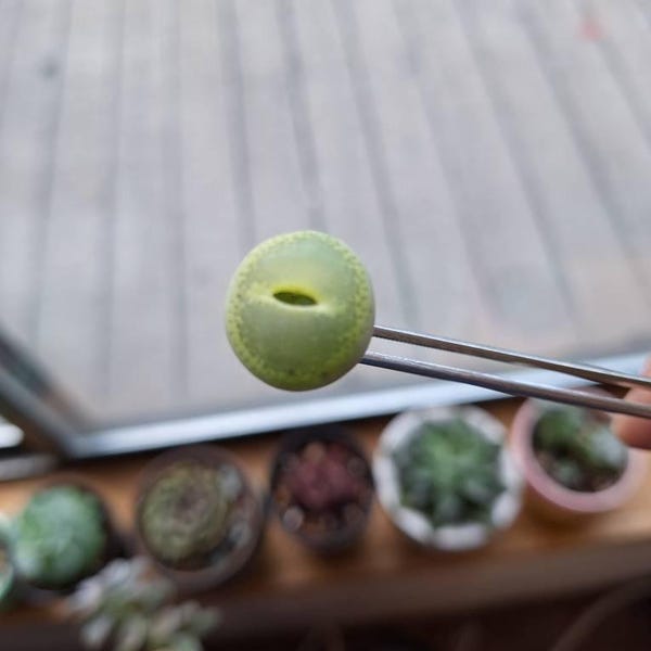 Plant-one-conophytum Ratum Horn - Etsy