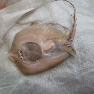 Four Mummified/preserved Fetal Piglets Displayed in Riker Box - Etsy