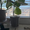 High Quality Clear Transparent Plant Pots With Good Drainage Planter ...