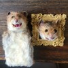 Taxidermy Mouse Head Mount Trophy Tiny Mouse or Rat Magnetic Victorian ...