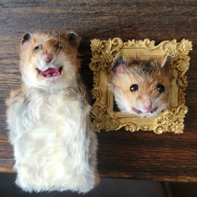 Taxidermy Mouse Head Mount Trophy Tiny Mouse or Rat Magnetic Victorian ...