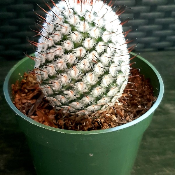 Rhipsalis Baccifera Subs. Horrida Mouse Tail Cactus 2 Inch Pot - Etsy