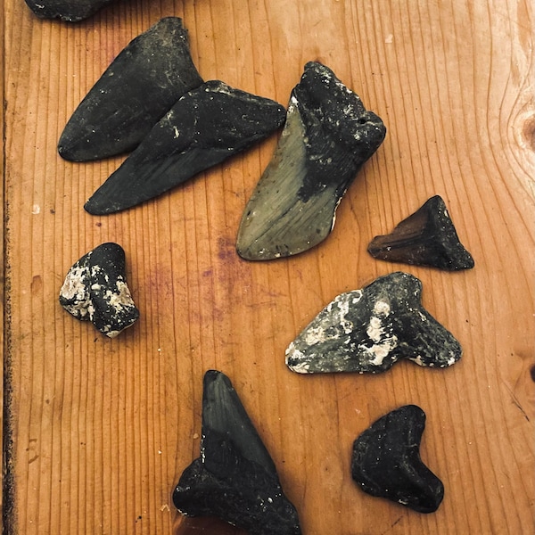 Megalodon Tooth 3.65 Inches. Real Fossil Megalodon Shark Tooth ...