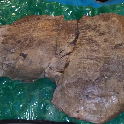 Thecachampsa Sp. Fossil Osteoderm armor Scute - Etsy