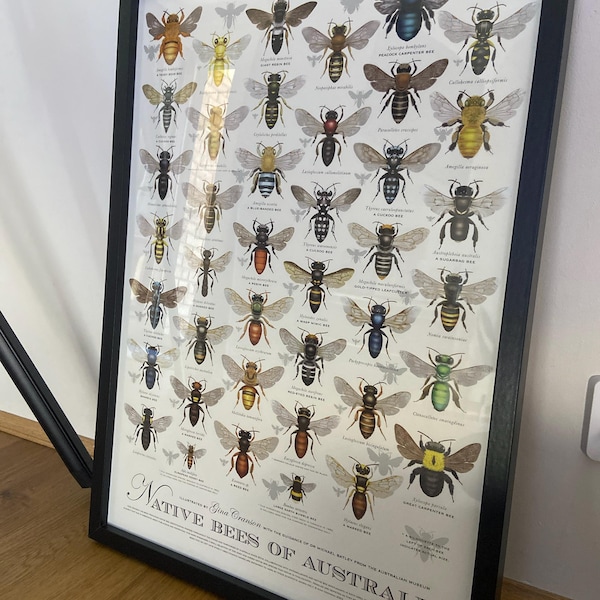 Native Bees of Western Australia Poster - Etsy Australia
