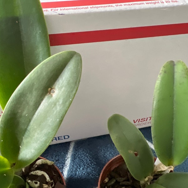 Oncostele Wildcat 'bobcat' Oncidium Type Orchid Plant, Shipped in 2.5 ...