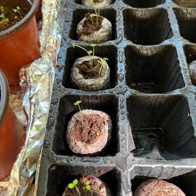 30 Dwarf Red Robin Tomato Heirloom NON-GMO Early - Etsy