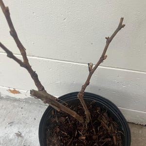 Ranunculus Aviv Rose Buy 4 Get 1 Free - Etsy